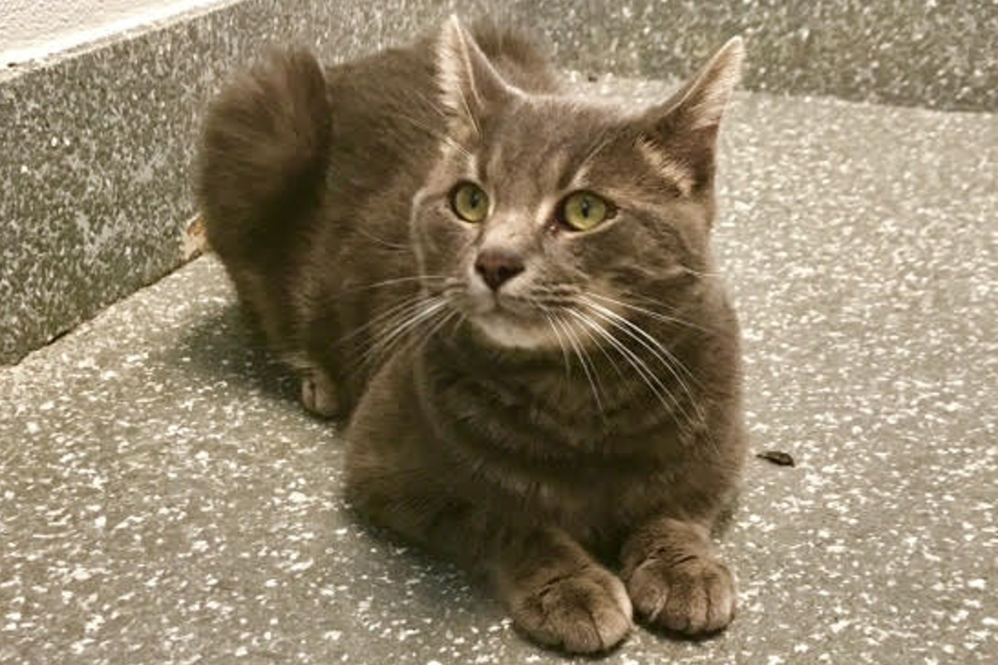 Riley - Adopted | Gerdy’s Rescues and Adoptions