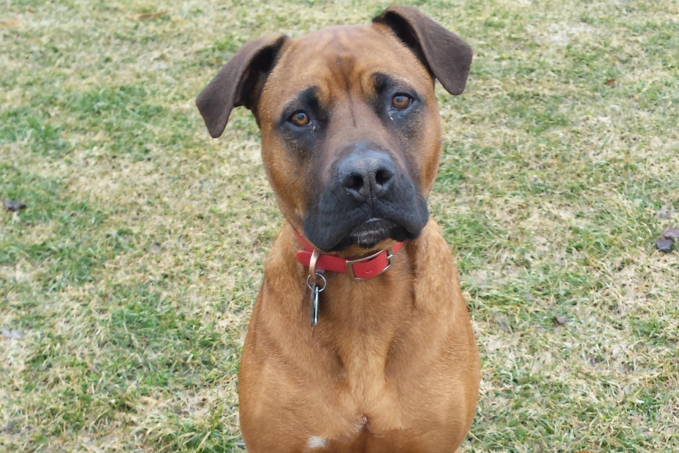 Rayne - Courtesy | Gerdy’s Rescues and Adoptions