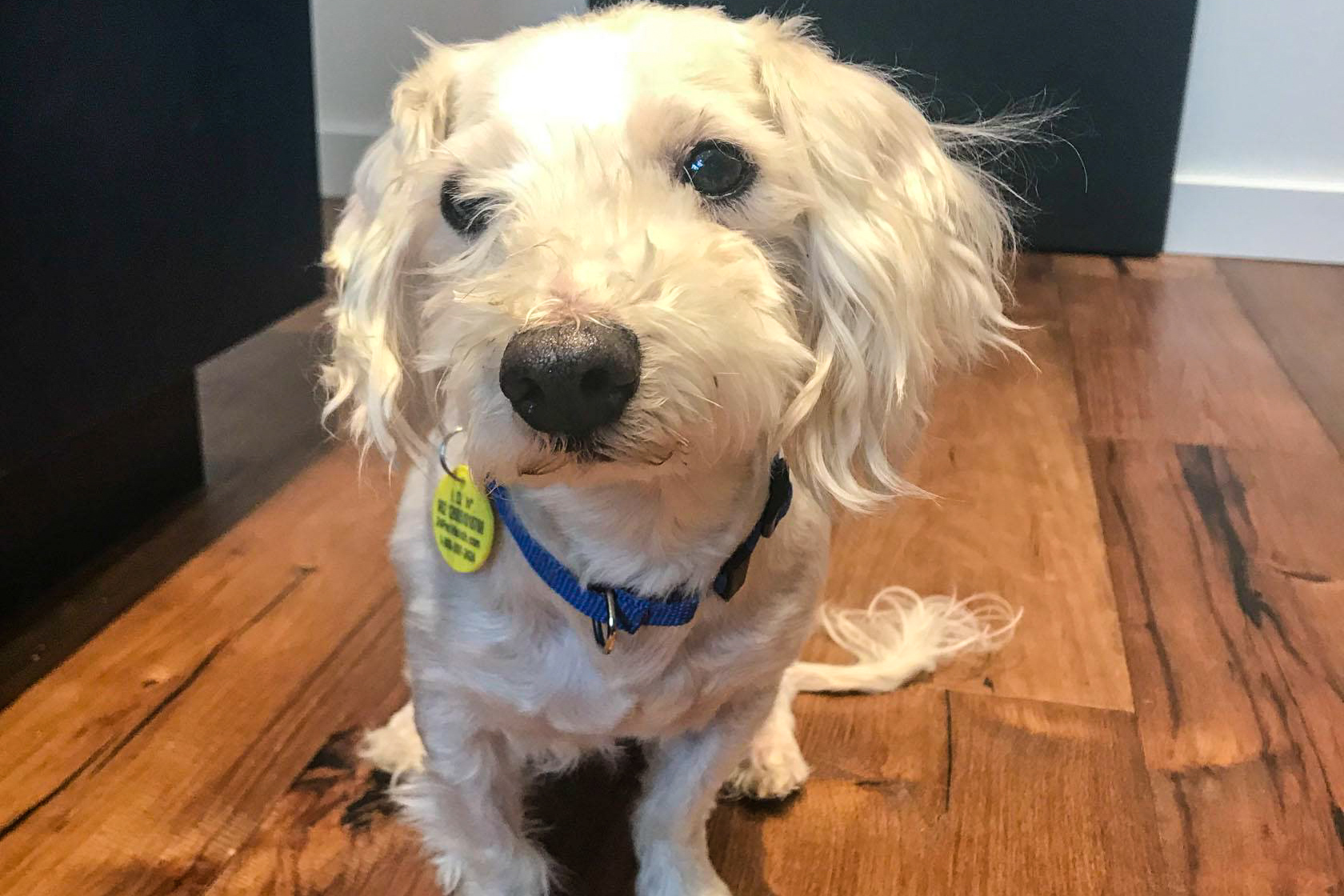 Carl - Adopted | Gerdy’s Rescues and Adoptions