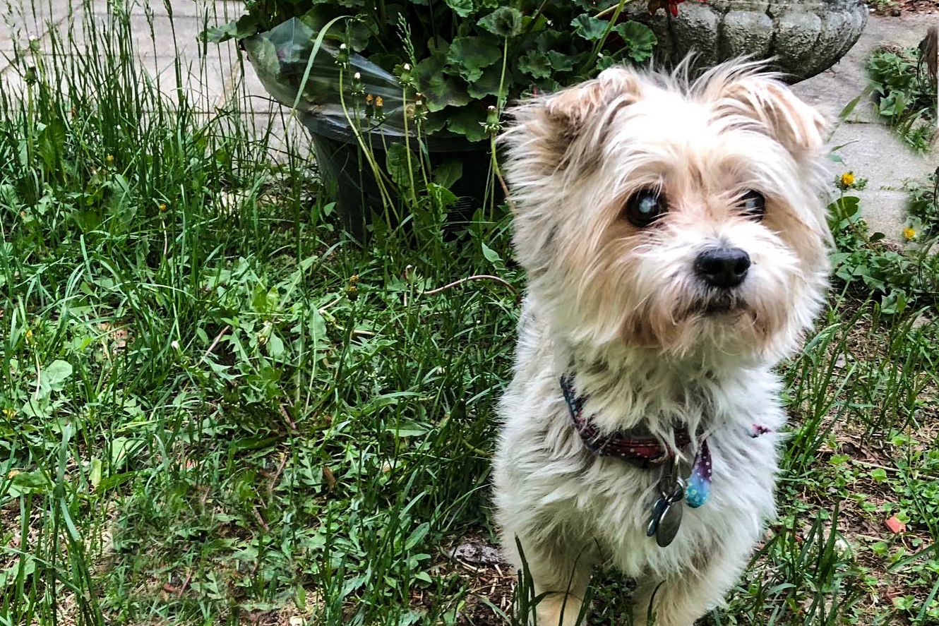 Chewie – Adopted | Gerdy’s Rescues and Adoptions