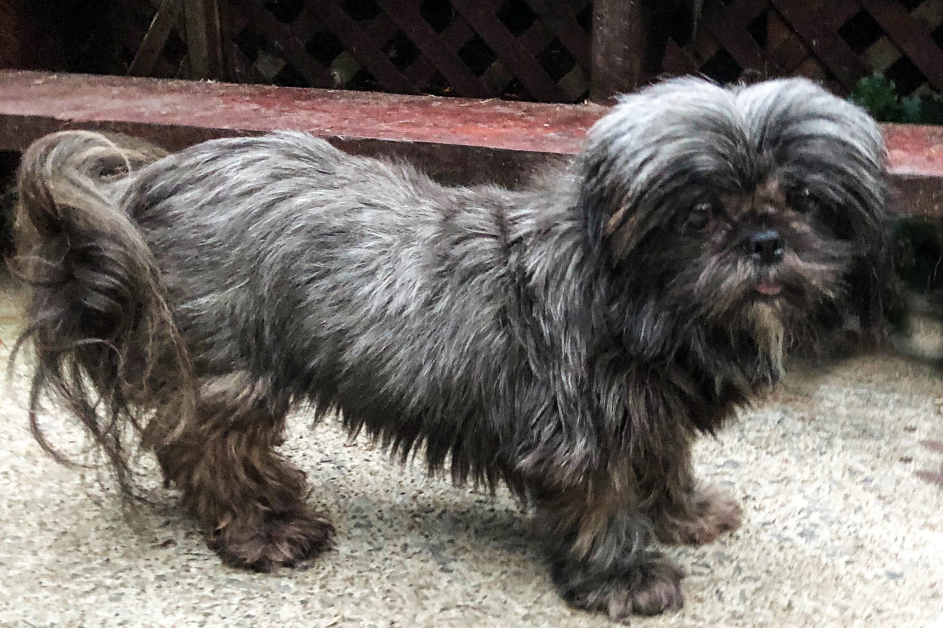 Tika - Adopted | Gerdy’s Rescues and Adoptions
