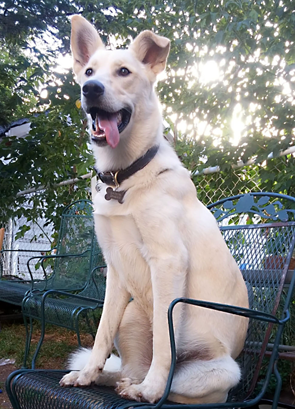 Moe – Adopted | Gerdy’s Rescues and Adoptions