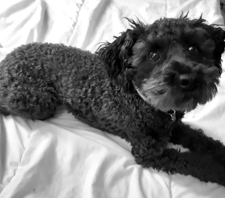 Toby – Adopted | Gerdy’s Rescues and Adoptions