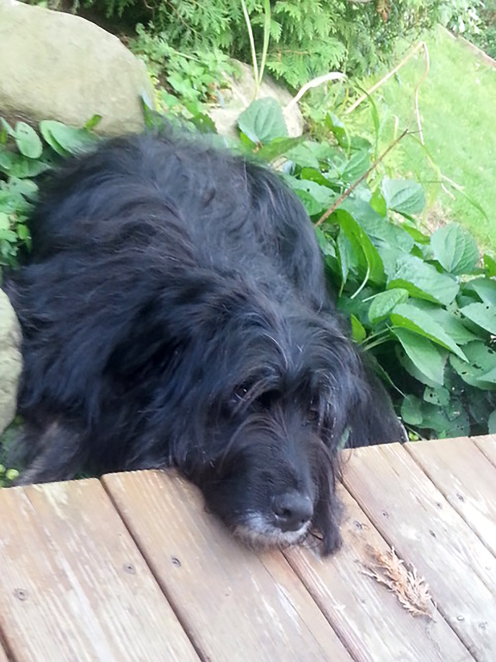 Colie | Gerdy’s Rescues and Adoptions