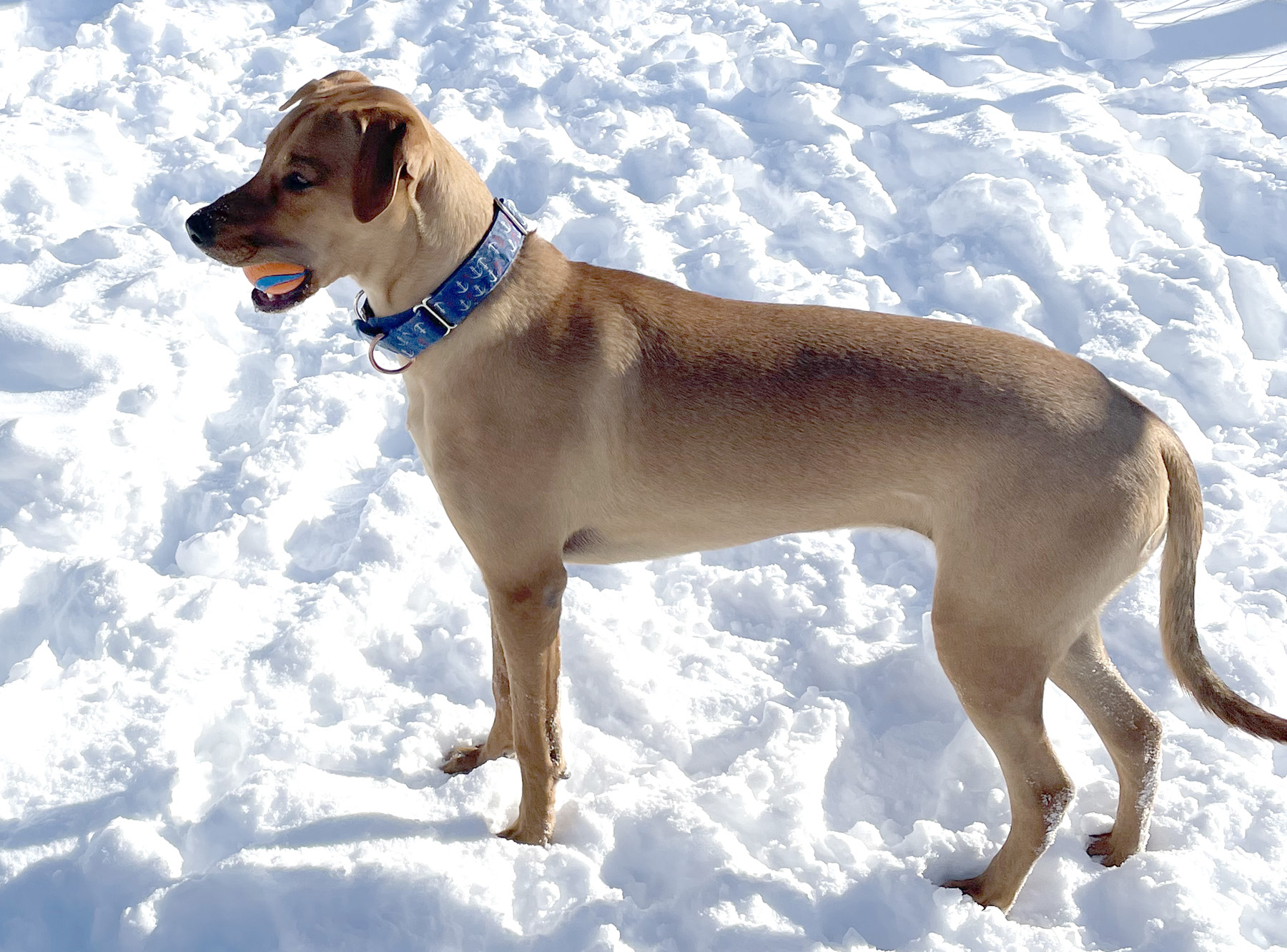 Suki - Adopted | Gerdy’s Rescues and Adoptions