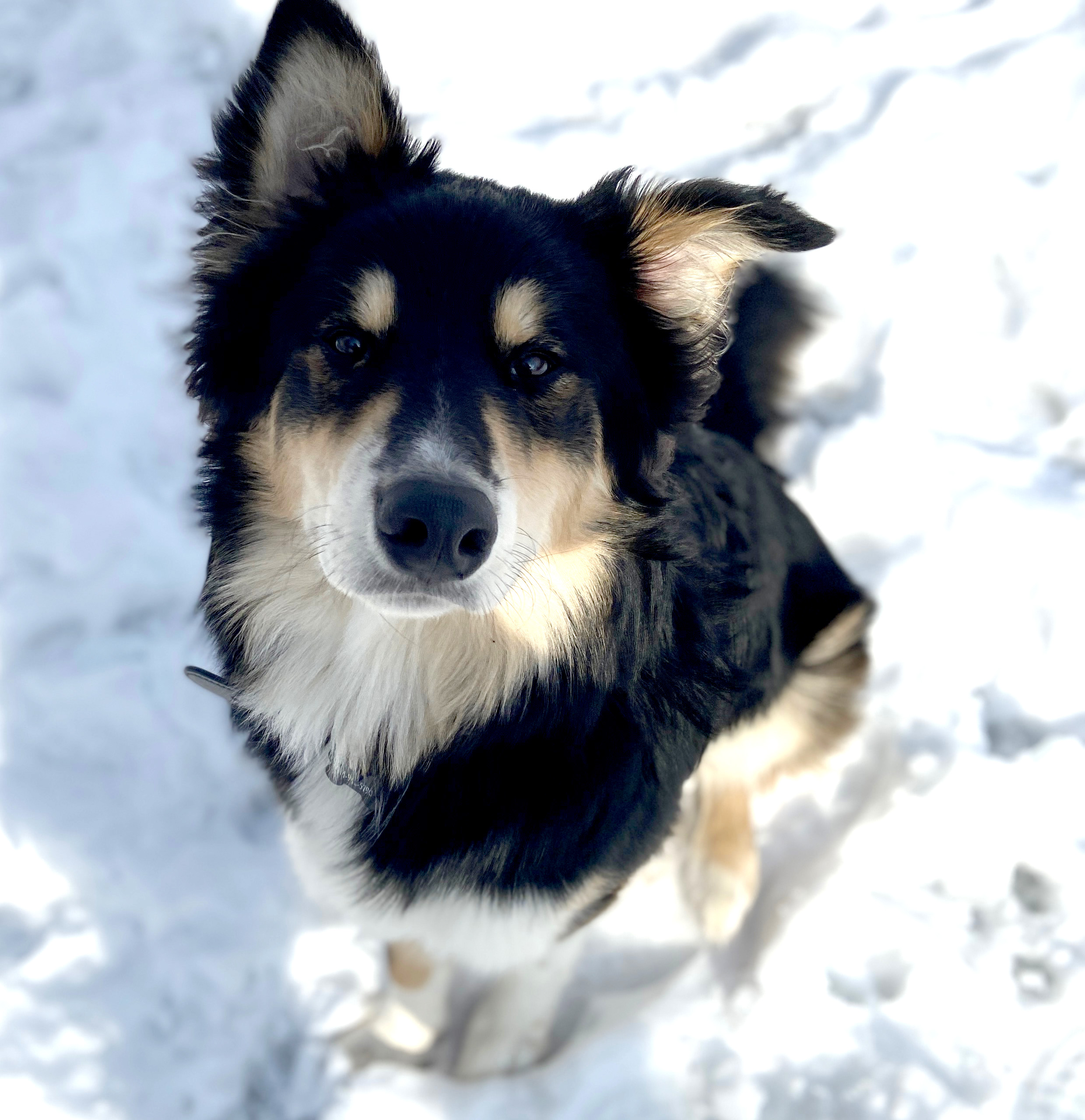 Riley – Adopted | Gerdy’s Rescues and Adoptions