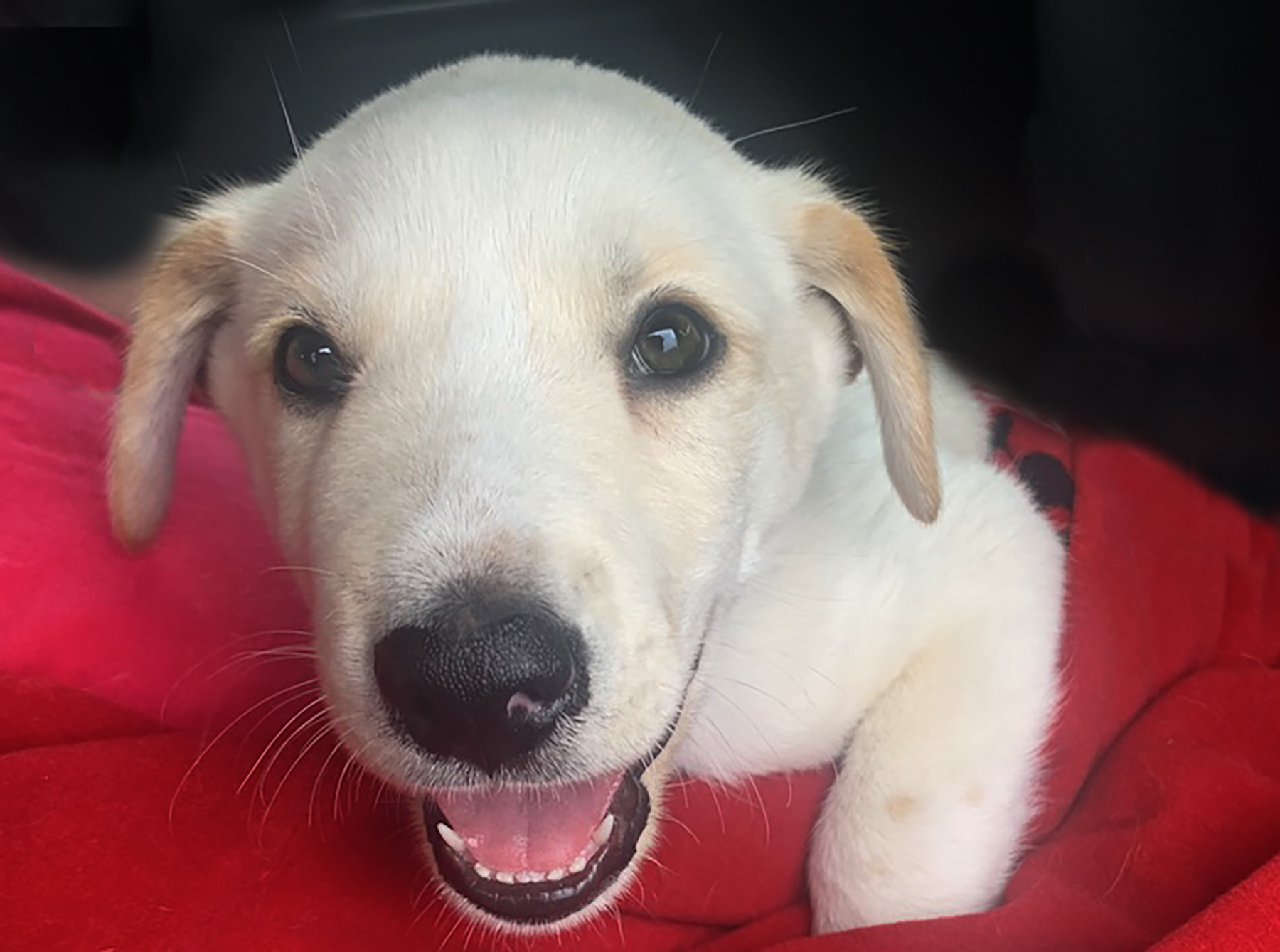 Gerdy's Rescues & Adoptions – Turning sad tales into happy tails