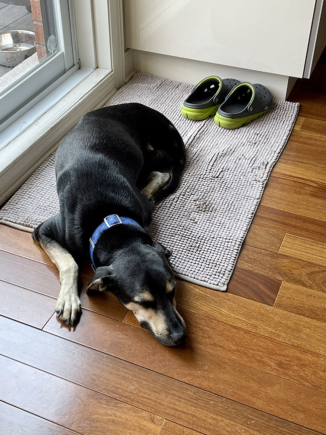 Toby | Gerdy’s Rescues and Adoptions