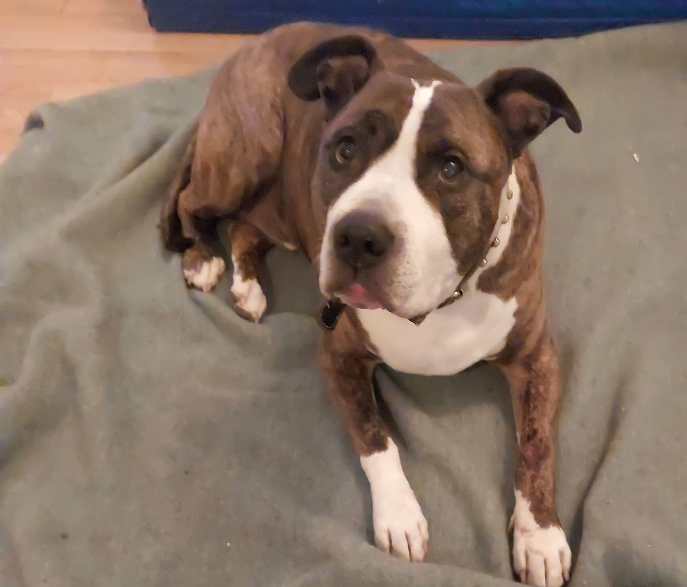 Bentley - Adopted | Gerdy’s Rescues and Adoptions