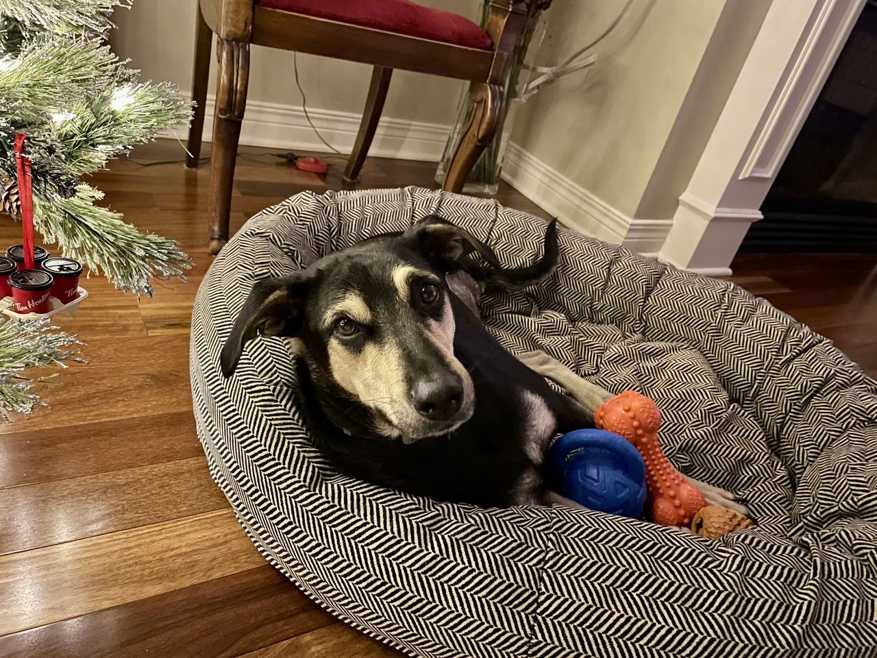 Toby | Gerdy’s Rescues and Adoptions