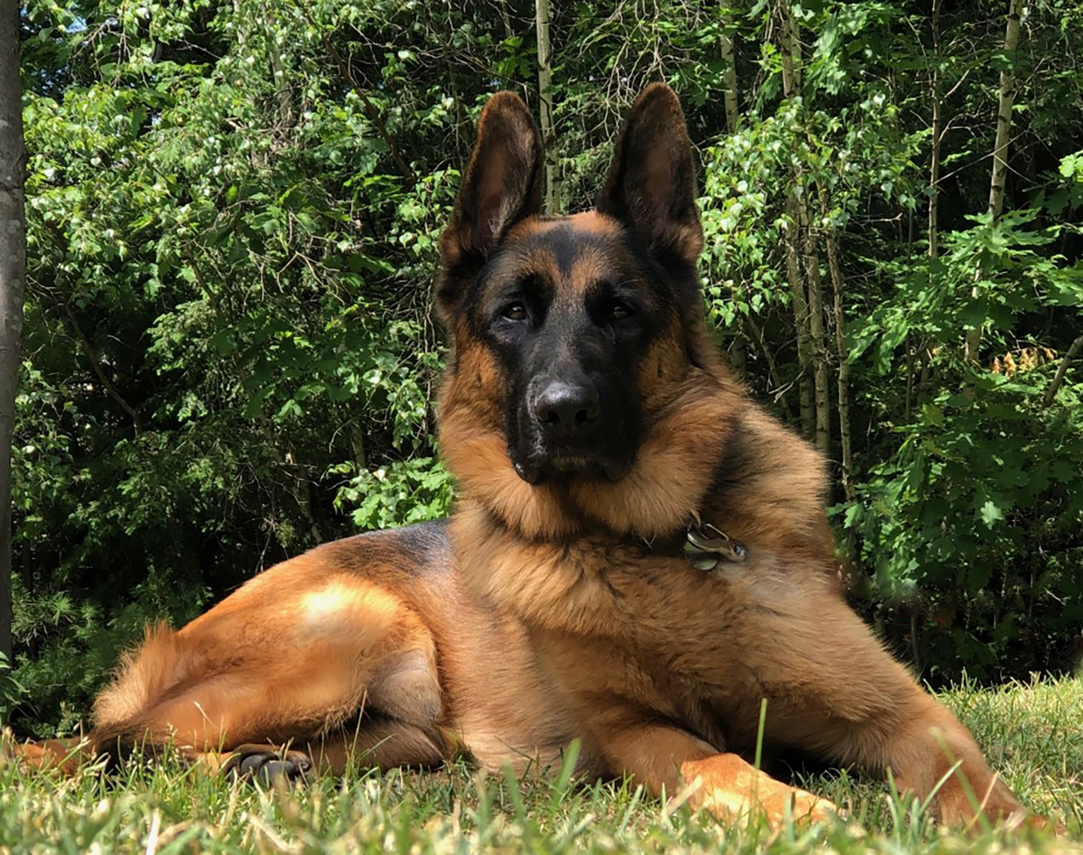 Sam - Adopted | Gerdy’s Rescues and Adoptions